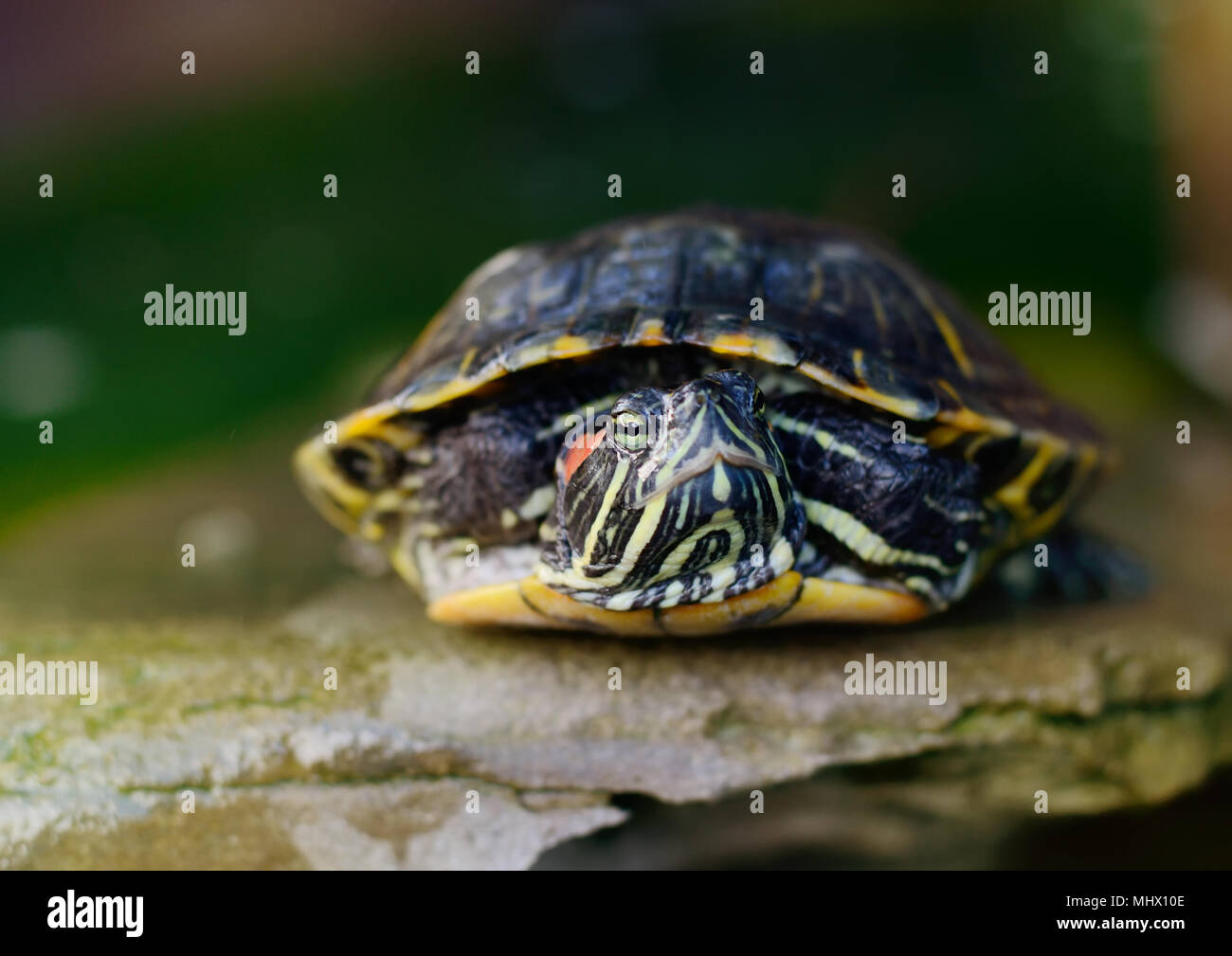 Common musk turtle hi-res stock photography and images - Alamy