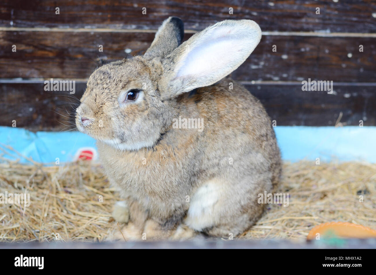 Rabbit rat hi-res stock photography and images - Alamy