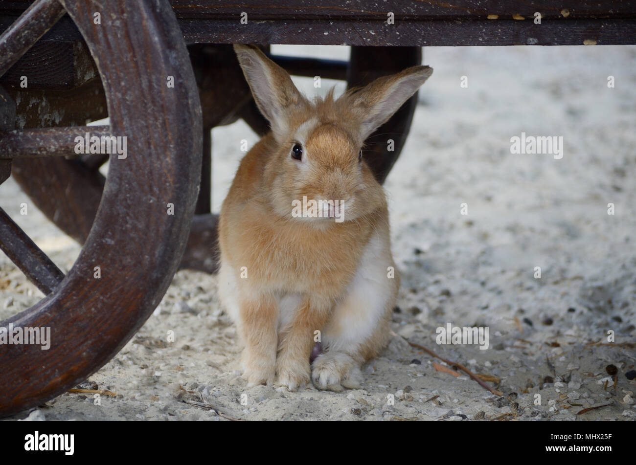 Cute little fluffy eared rabbit in a paddock Stock Photo - Alamy