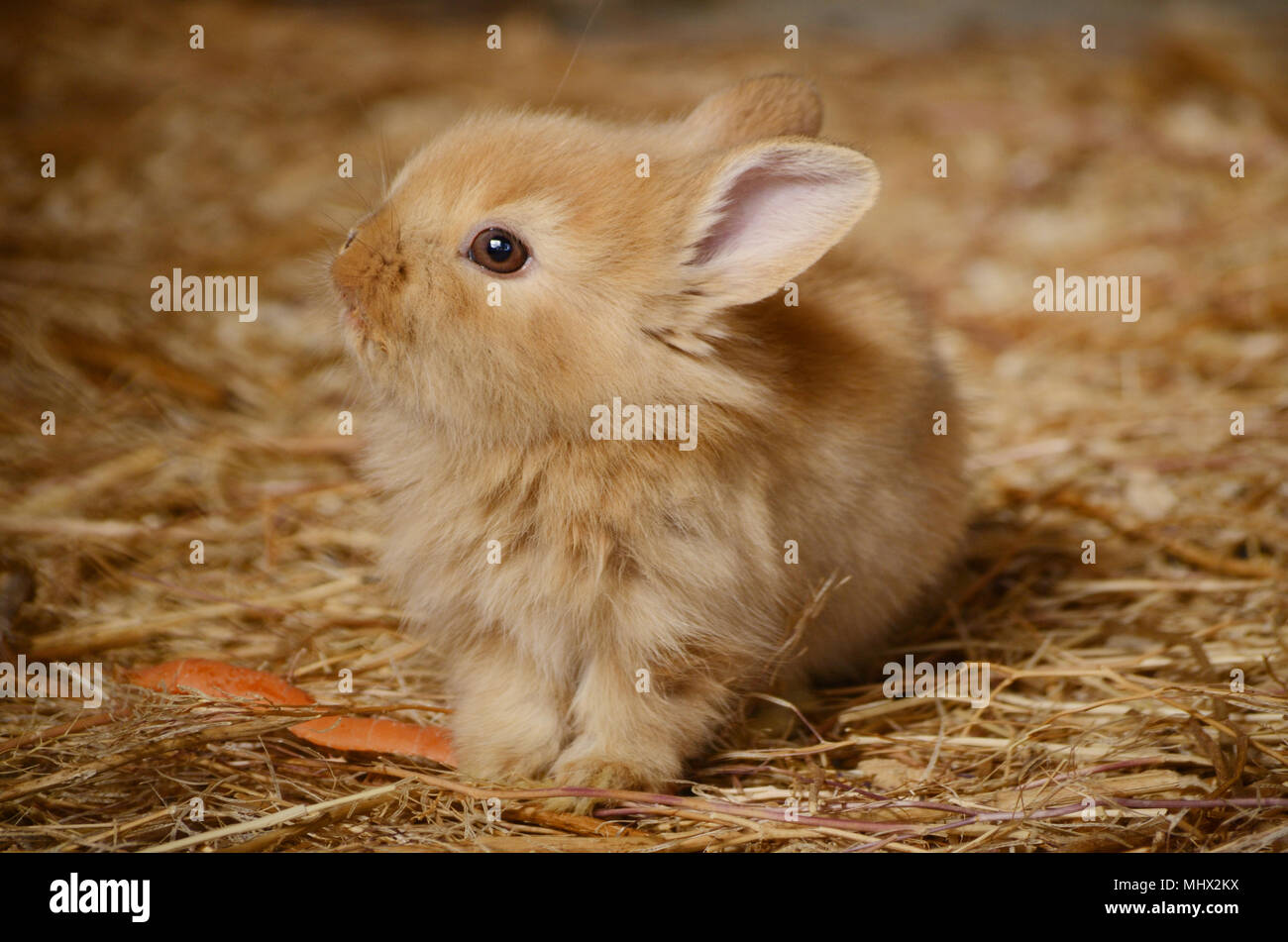 Cute little fluffy eared rabbit in a paddock Stock Photo - Alamy