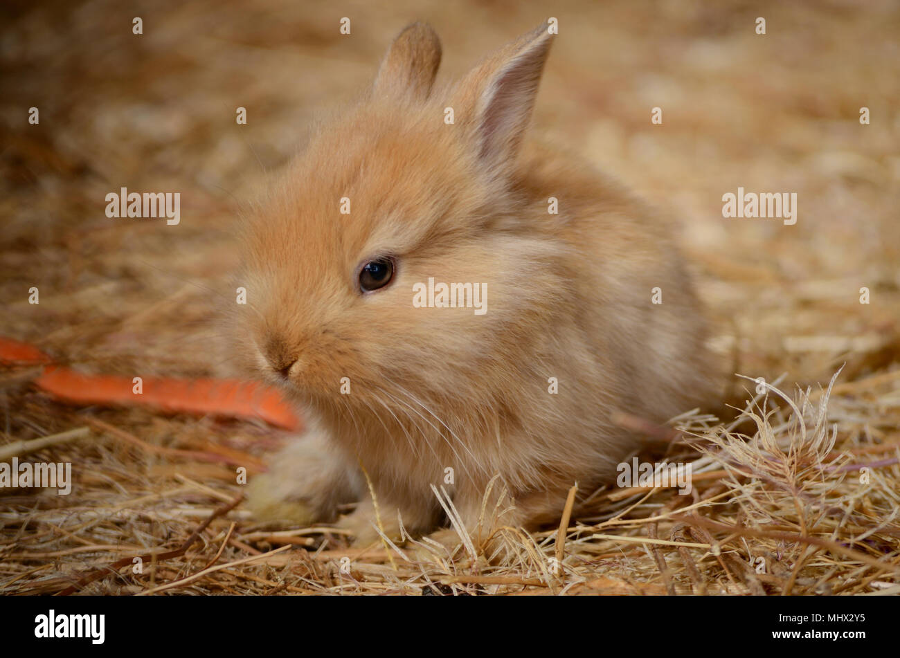 Cute little fluffy eared rabbit in a paddock Stock Photo - Alamy