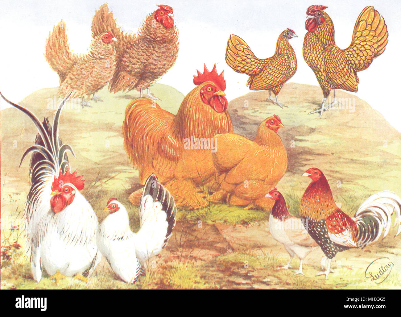 Golden Buff Chickens