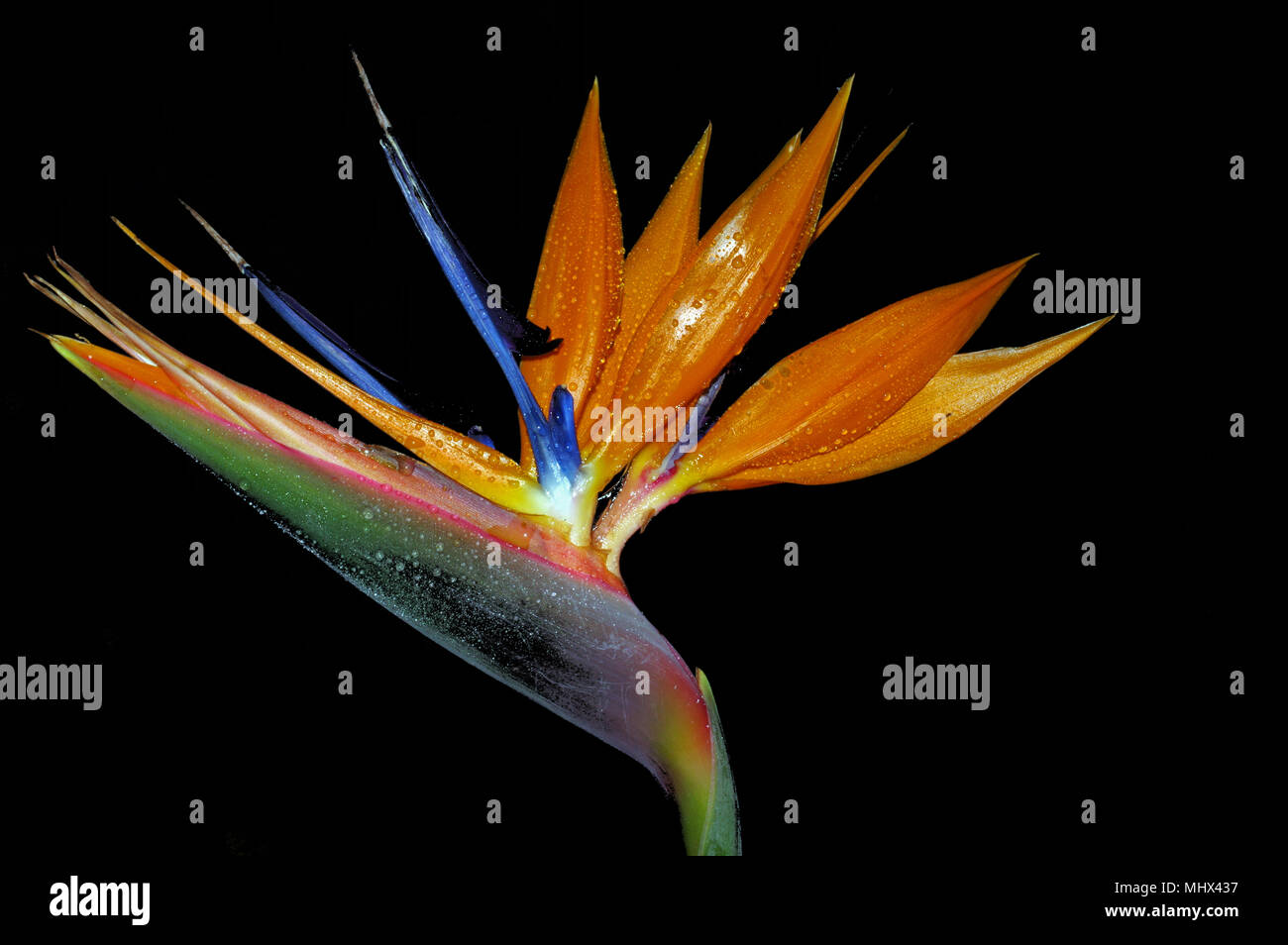 Crane flower (strelitzia reginae) also known as Bird of Paradise close ...