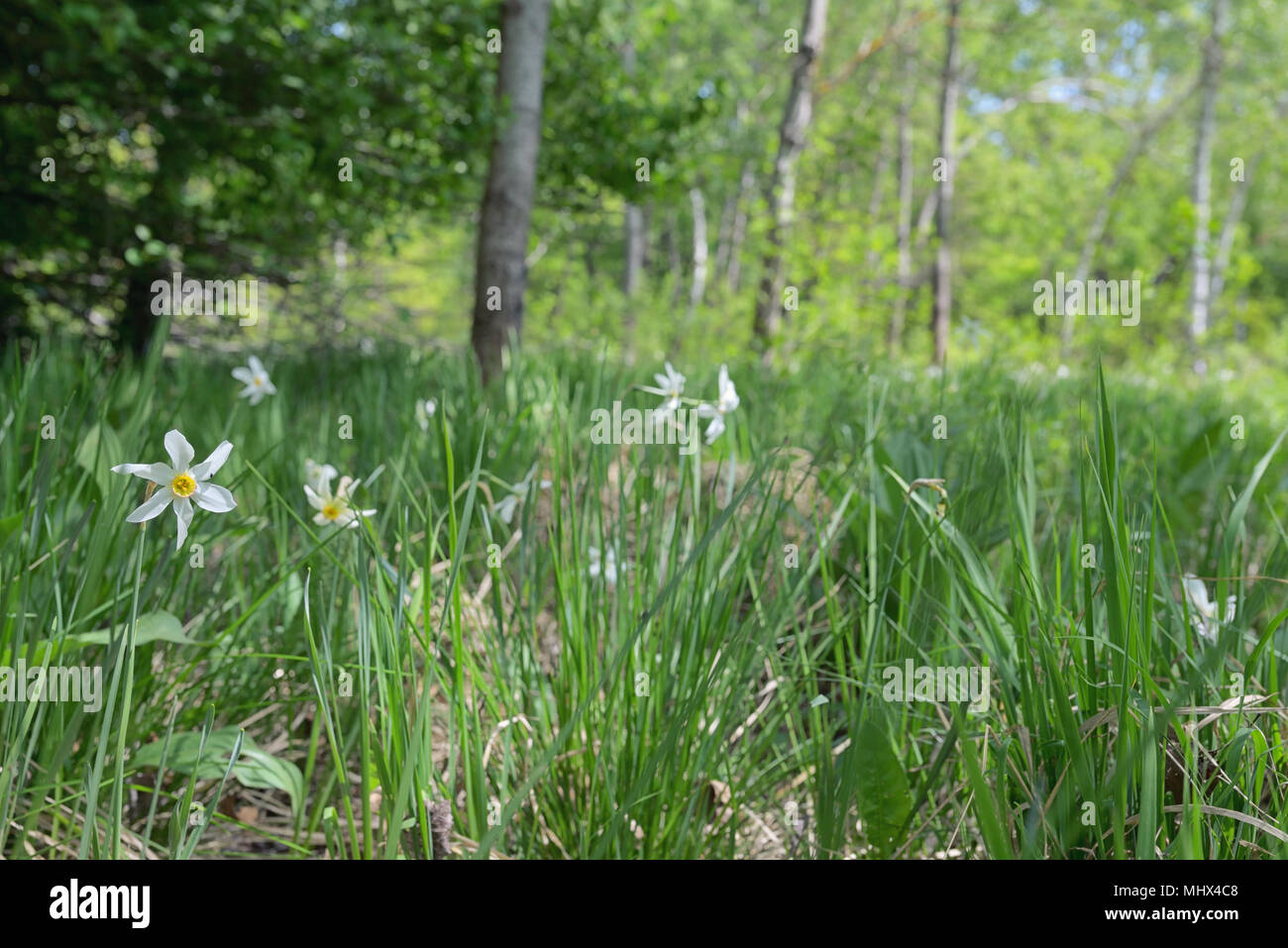 Meadow of wild daffodils on field Stock Photo - Alamy