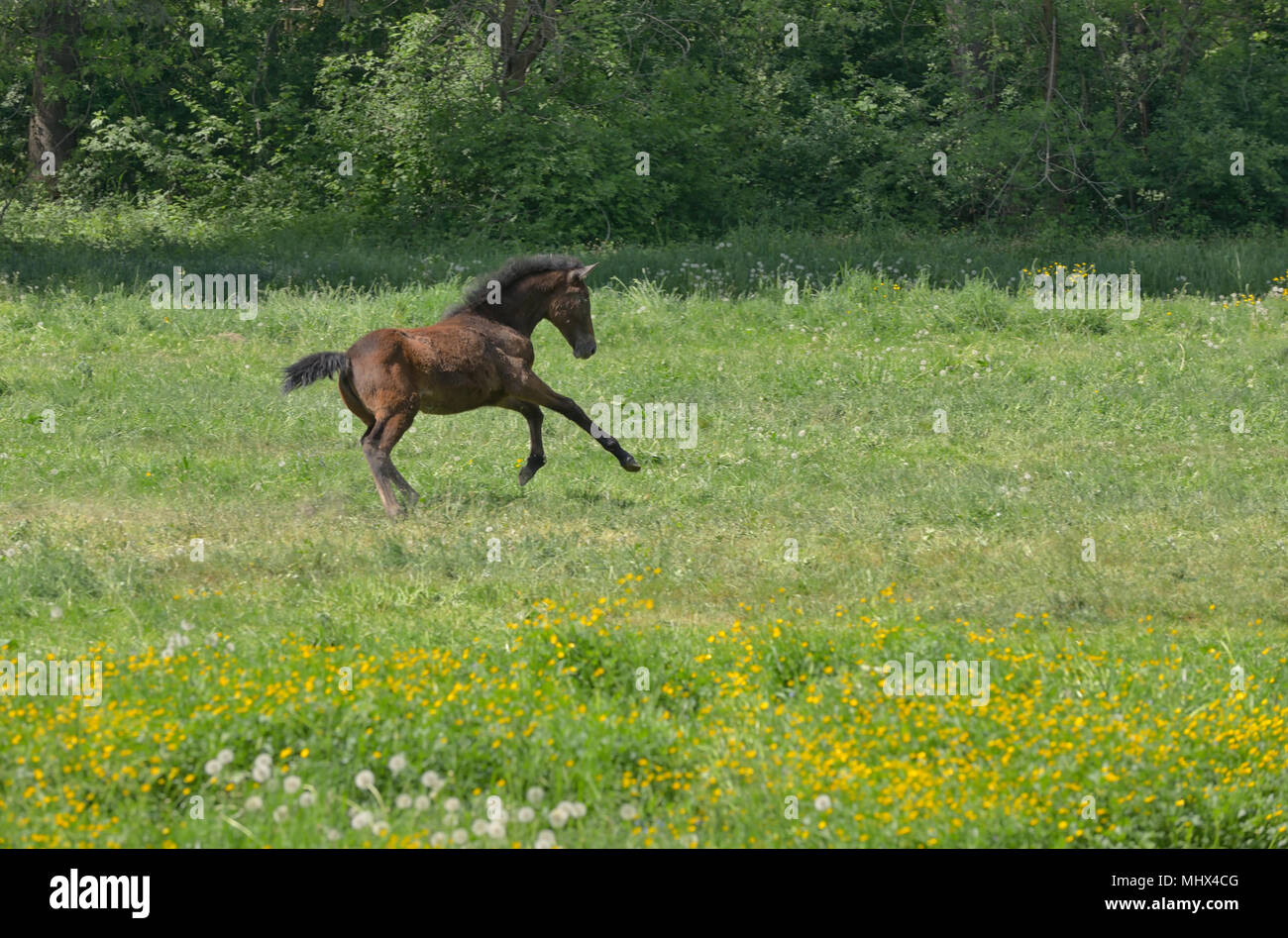 Colt herb hi-res stock photography and images - Alamy