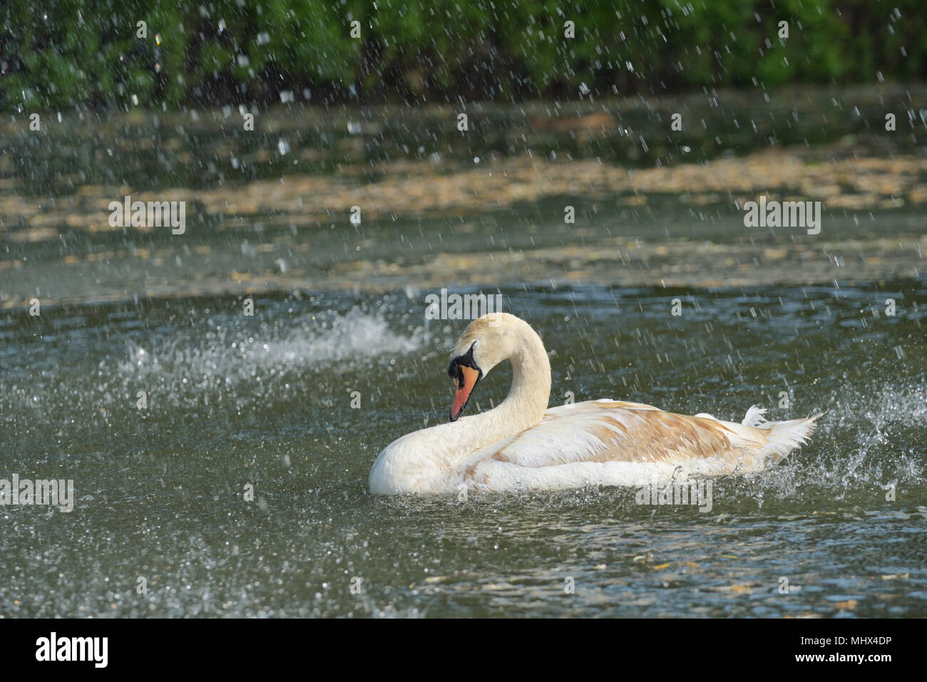 Rain forest scene with animals hi-res stock photography and images - Alamy