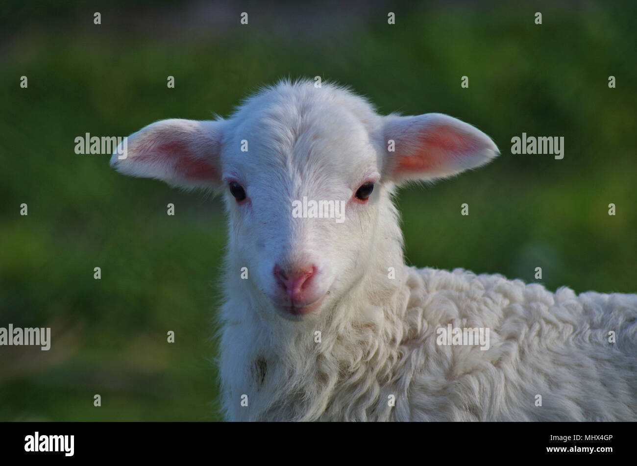 Funny lamb hi-res stock photography and images - Alamy