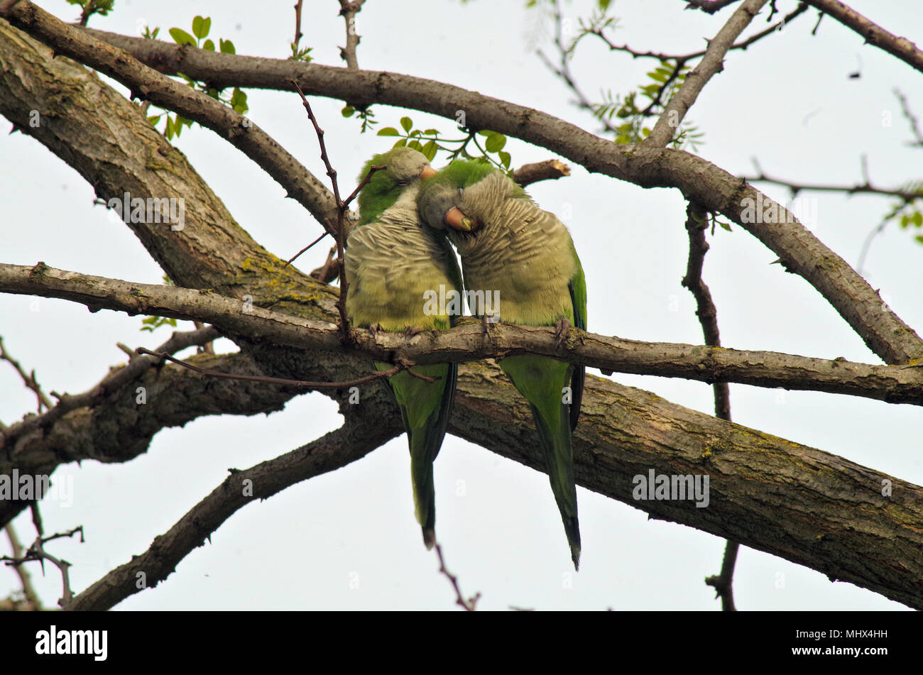 two parakeets in love on a tree branch Stock Photo - Alamy