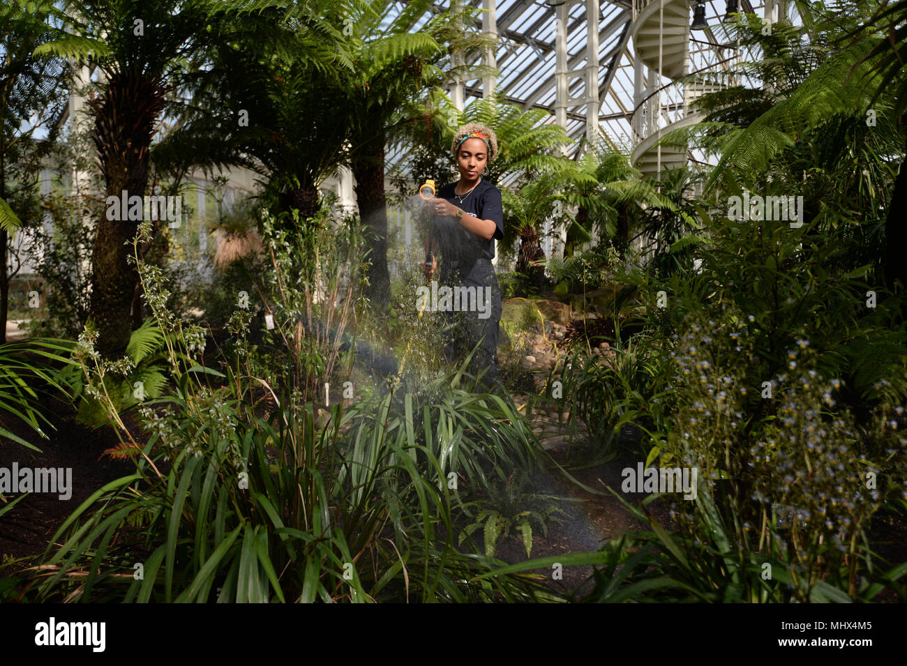 Horticulturalist Emma Love waters foliage in the Temperate House at Kew ...