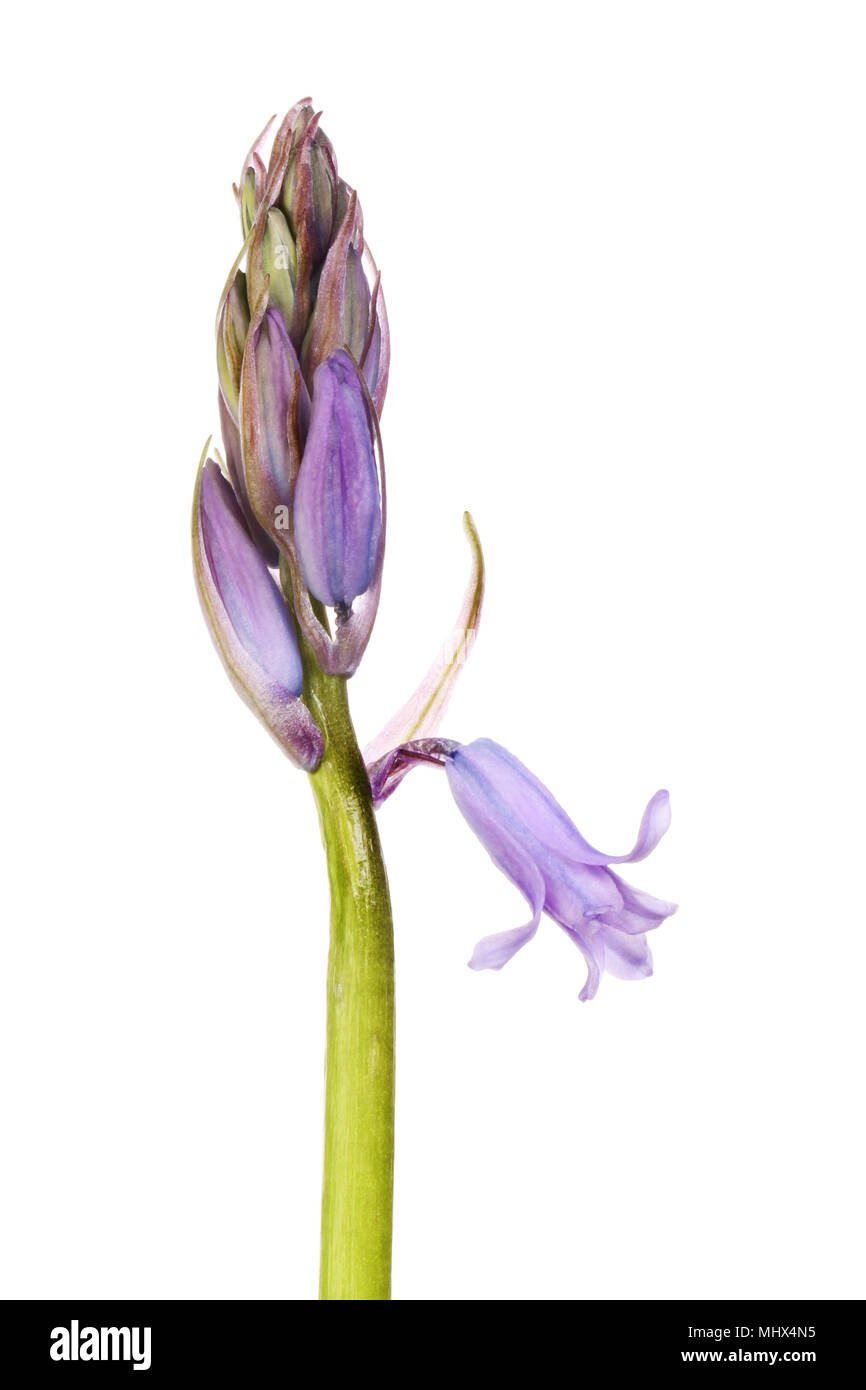 Bluebell, Hyacinthoides non-scripta, buds and flower isolated against ...