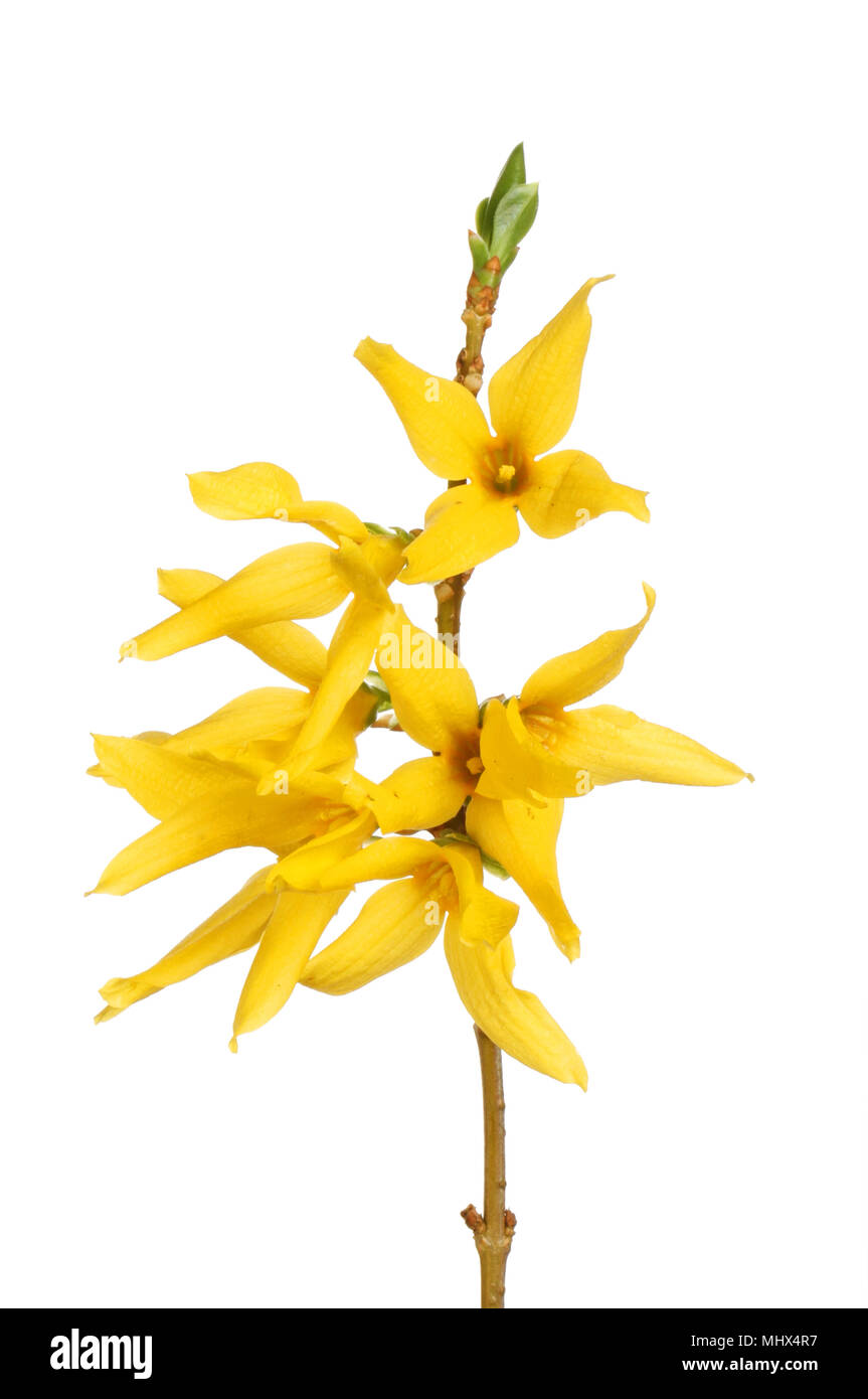 Yellow forsythia flowers and green leaf shoot isolated against white ...