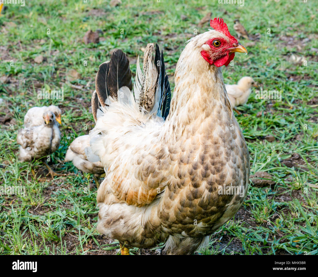 Chicken comb hi-res stock photography and images - Alamy