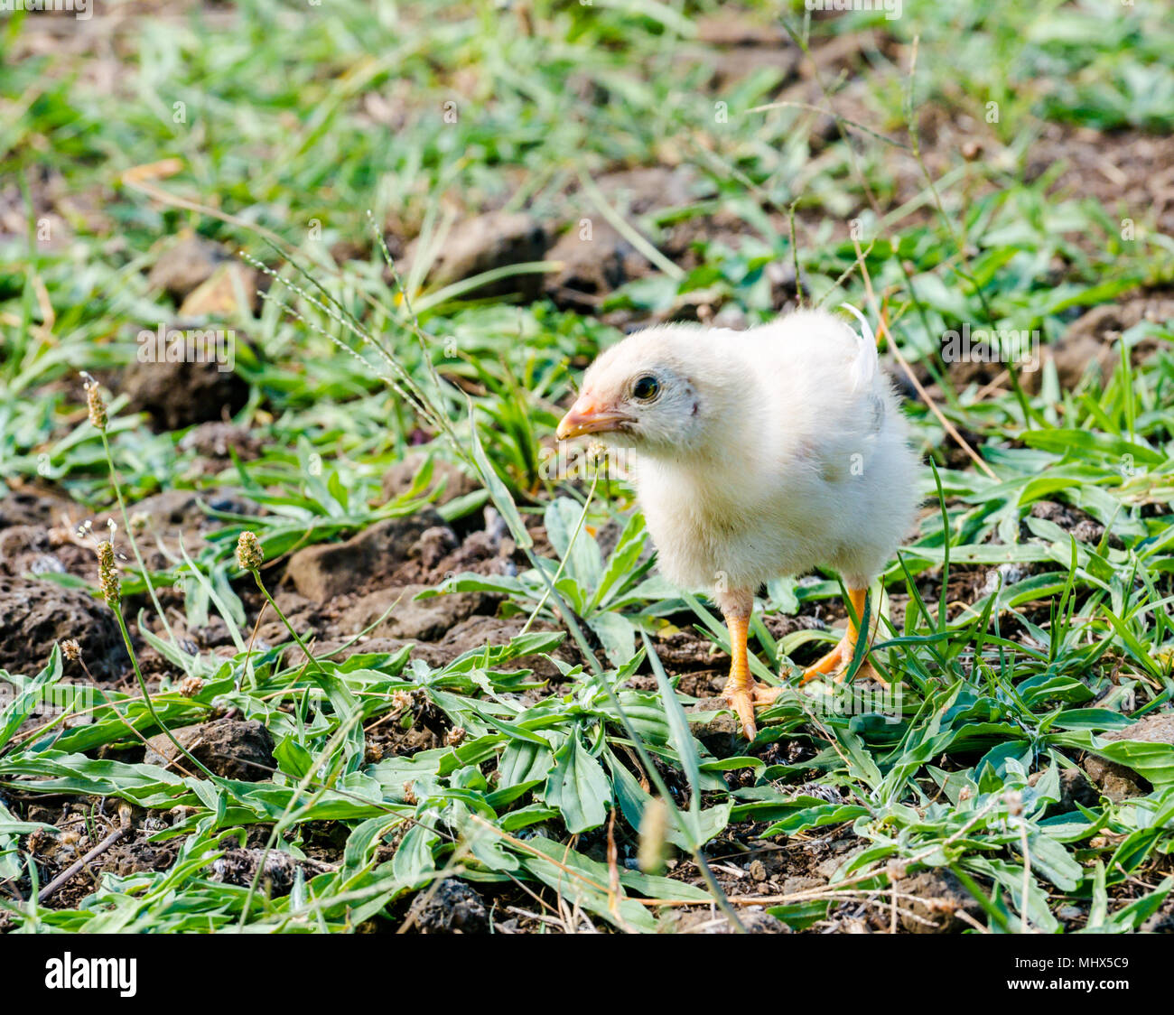 Chicken young hi-res stock photography and images - Alamy