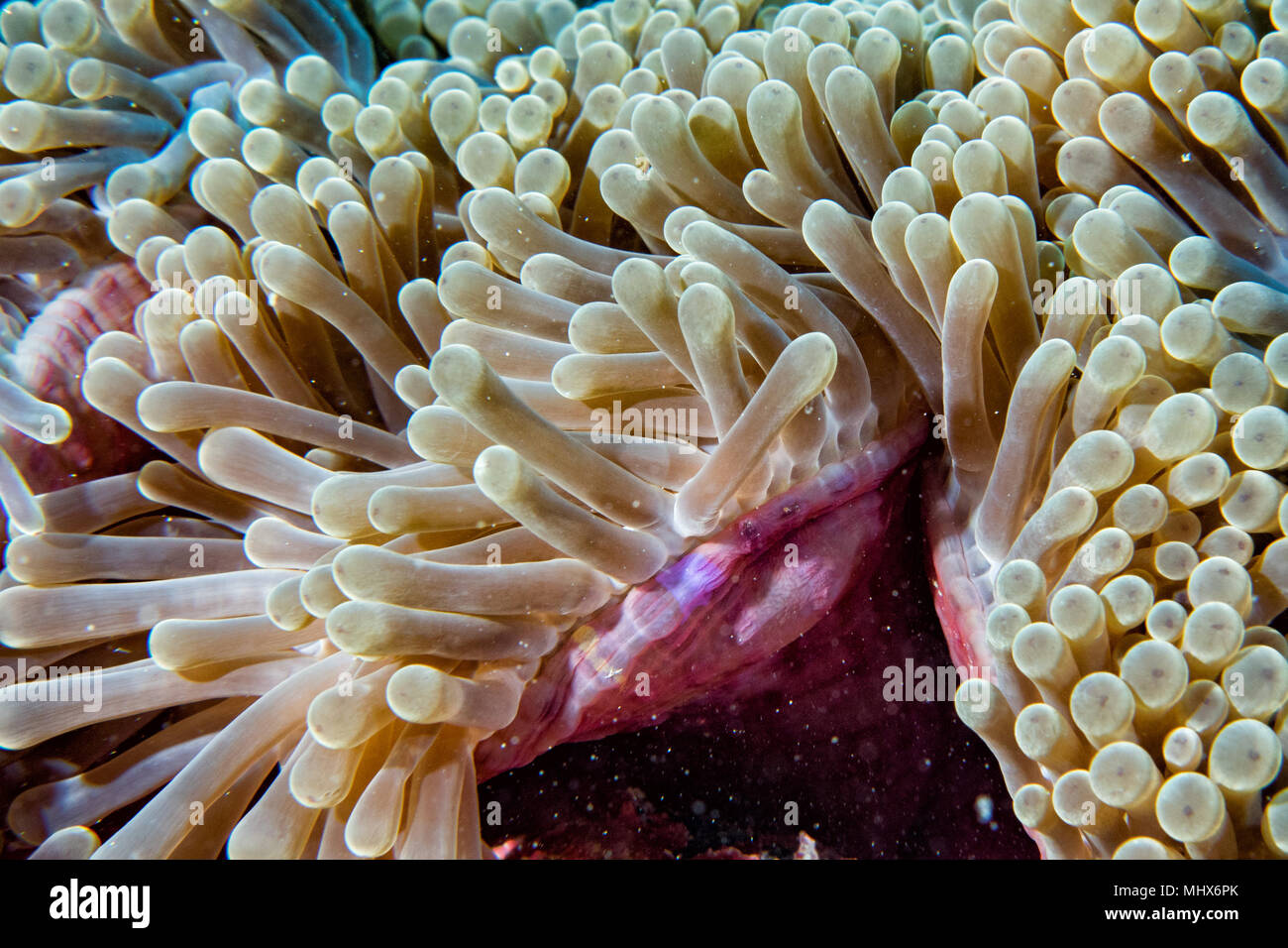 anemone tentacles macro close up Stock Photo - Alamy
