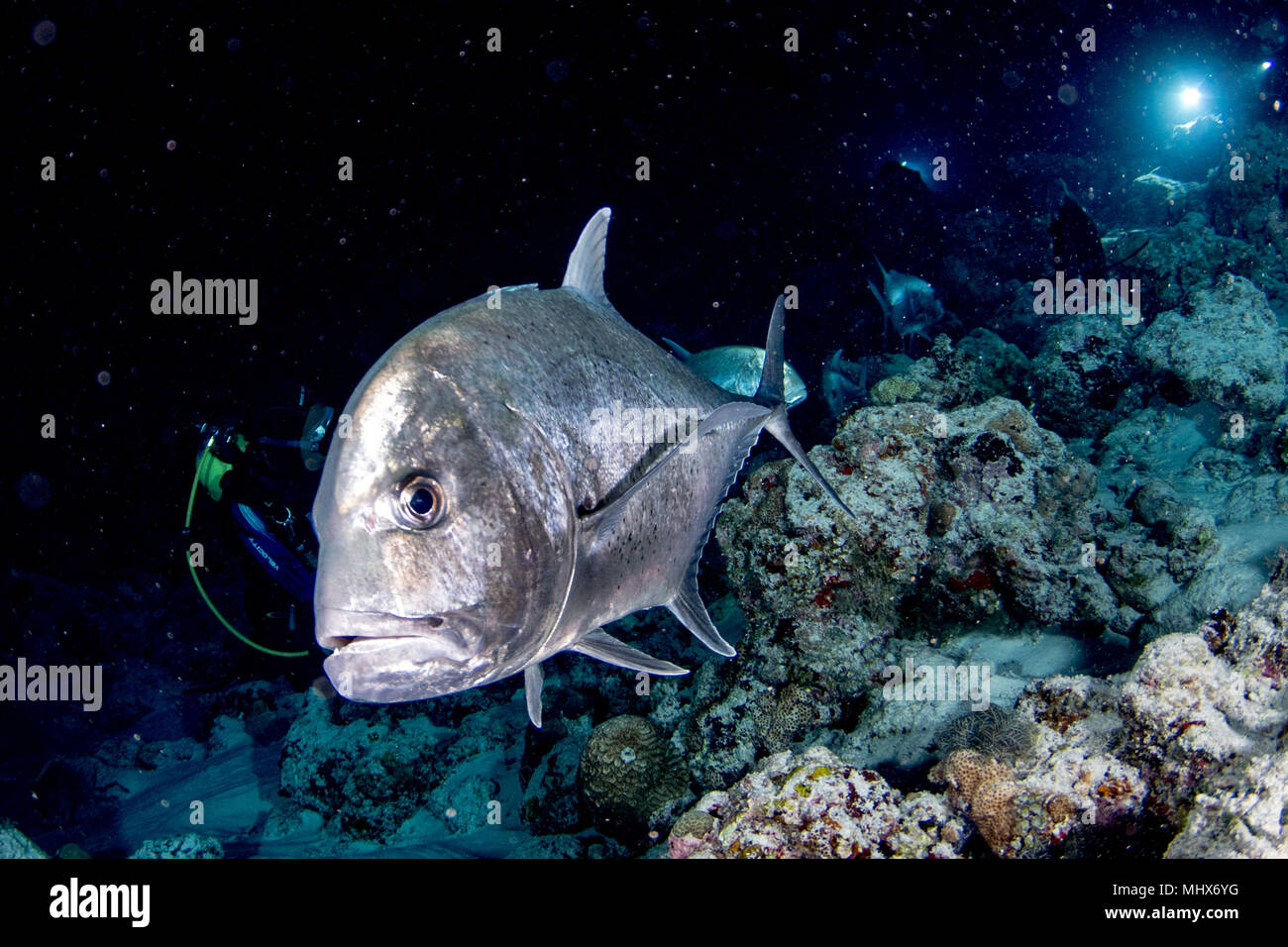 Giant trevally caranx fish on the black night dive background Stock ...