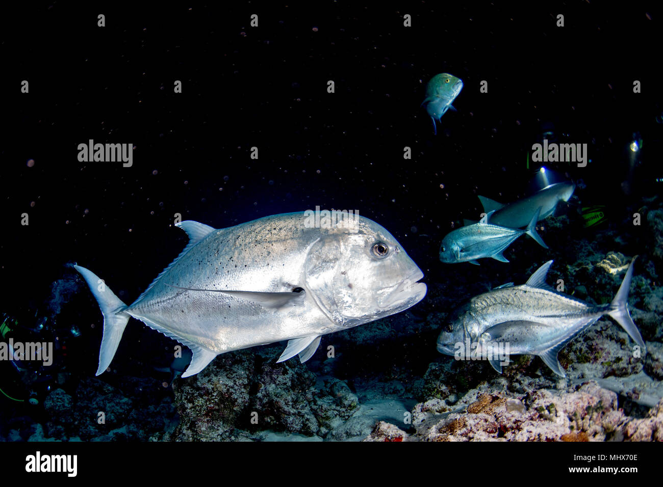 Giant trevally caranx fish on the black night dive background Stock ...