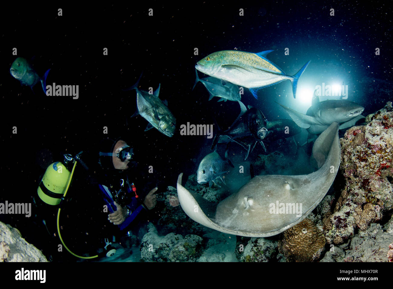 Nurse Shark and yellow pilot fish close up on black background while ...