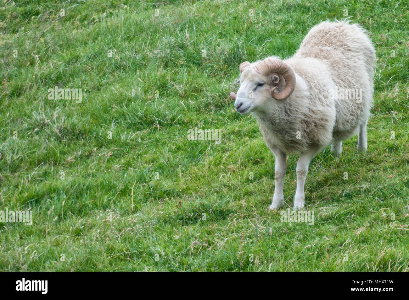 White ram sheep long horns hi-res stock photography and images - Alamy