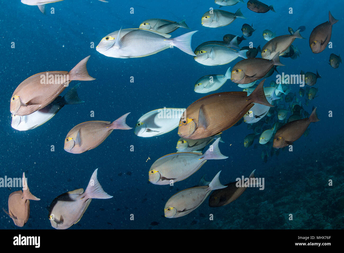 Parrot fish in maldives hi-res stock photography and images - Alamy