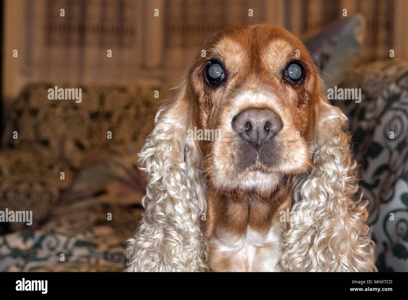 dog nose macro close up detail cocker spaniel Stock Photo - Alamy