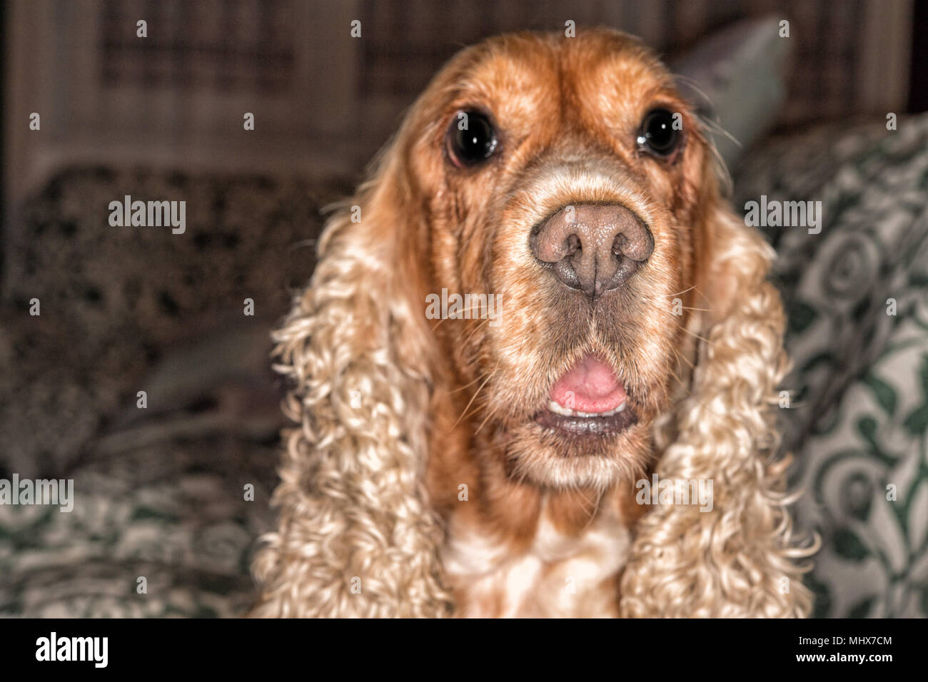 Cocker Spaniel Dog waiting for his master Stock Photo - Alamy
