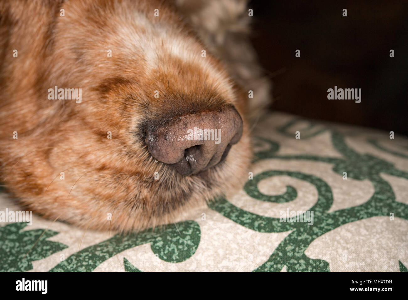 dog nose macro close up detail cocker spaniel Stock Photo - Alamy