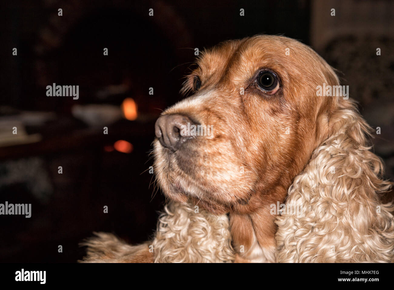 Cocker Spaniel Dog waiting for his master Stock Photo - Alamy