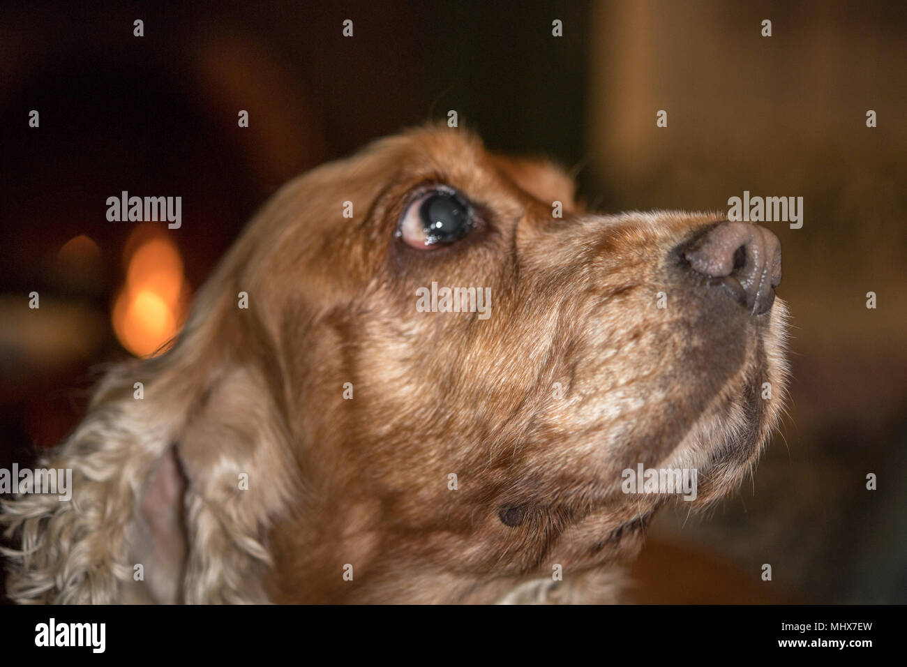dog nose macro close up detail cocker spaniel Stock Photo - Alamy