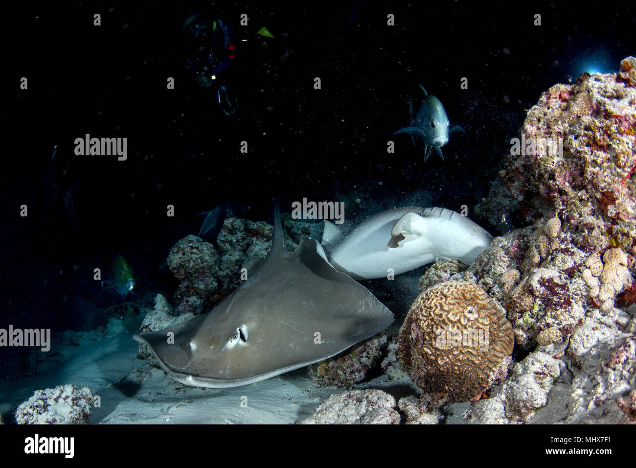 Stingray Eating High Resolution Stock Photography and Images - Alamy