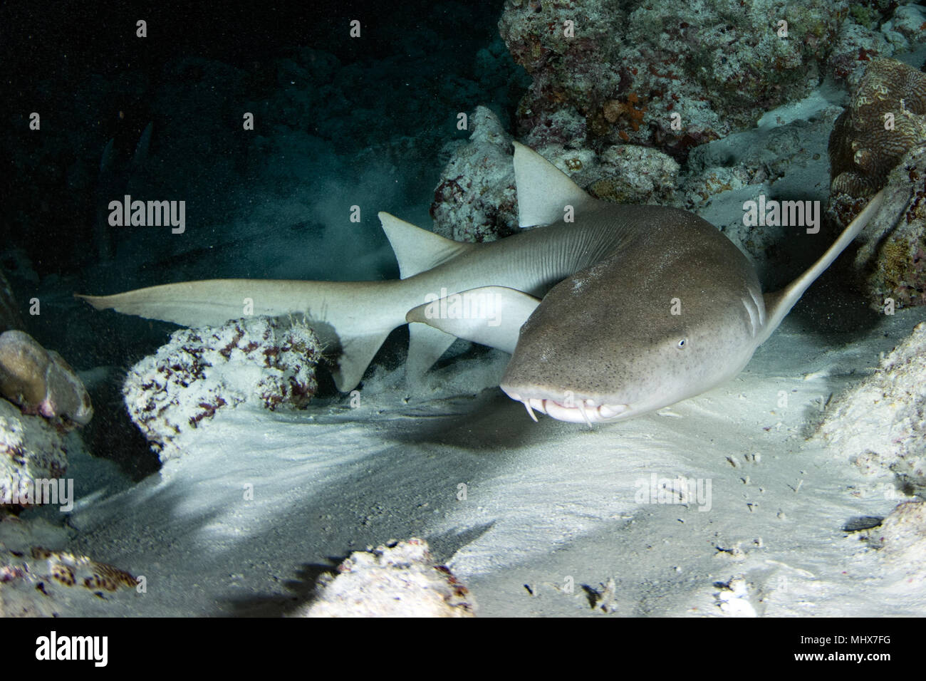 Nurse Shark and yellow pilot fish close up on black background while ...