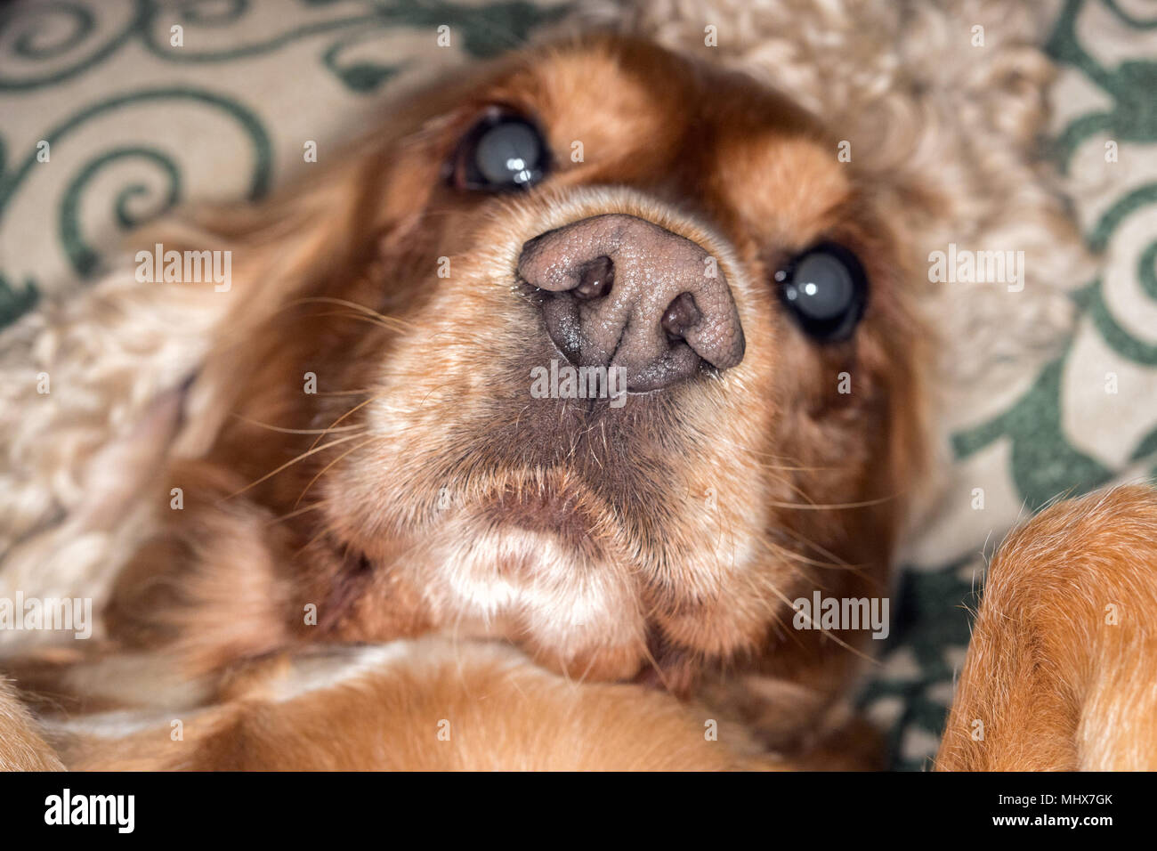 dog nose macro close up detail cocker spaniel Stock Photo - Alamy