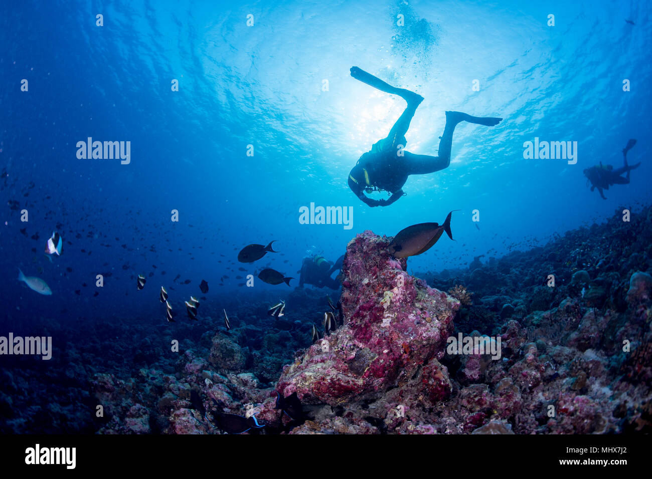 colorful reef underwater landscape with fishes and corals Stock Photo ...
