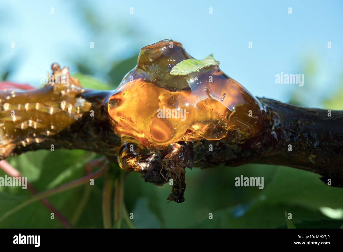 tree natural resin close up macro Stock Photo - Alamy