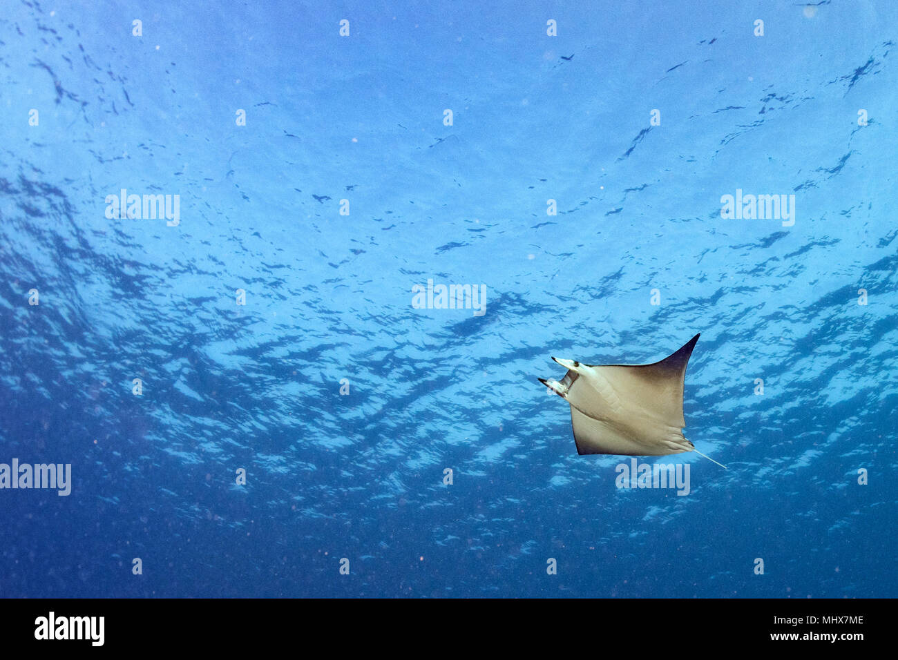 Flying mobula ray hi-res stock photography and images - Alamy
