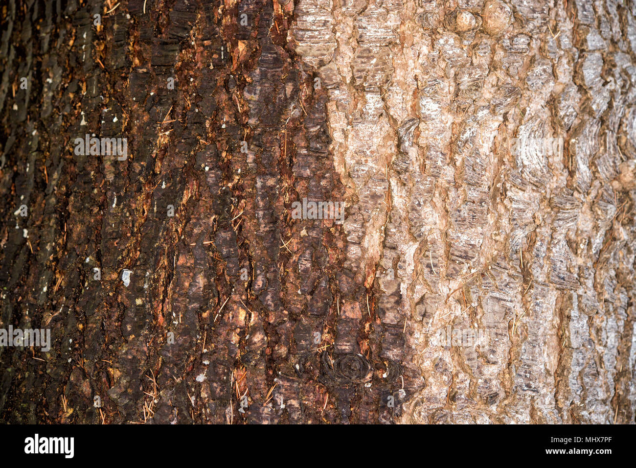natural pine bark texture background Stock Photo - Alamy