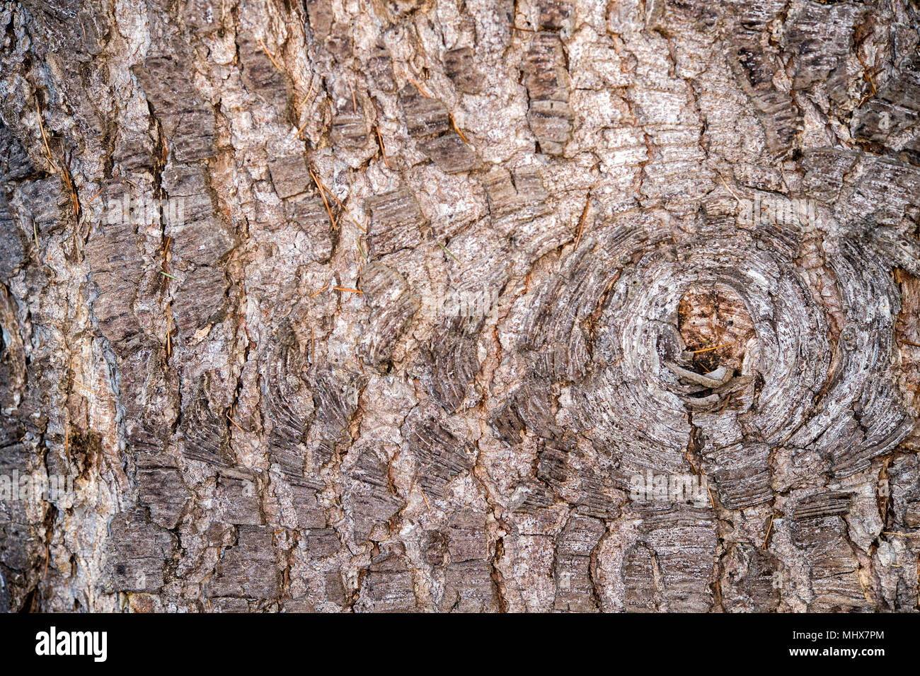 natural pine bark texture background Stock Photo - Alamy