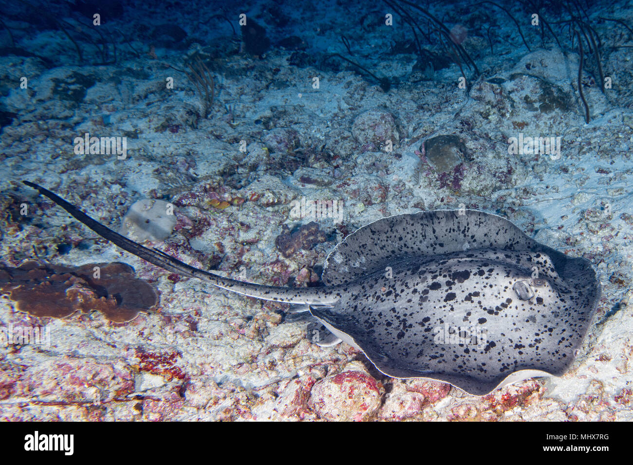 parsnip stingray fish on sand underwater while eating and digging sand ...