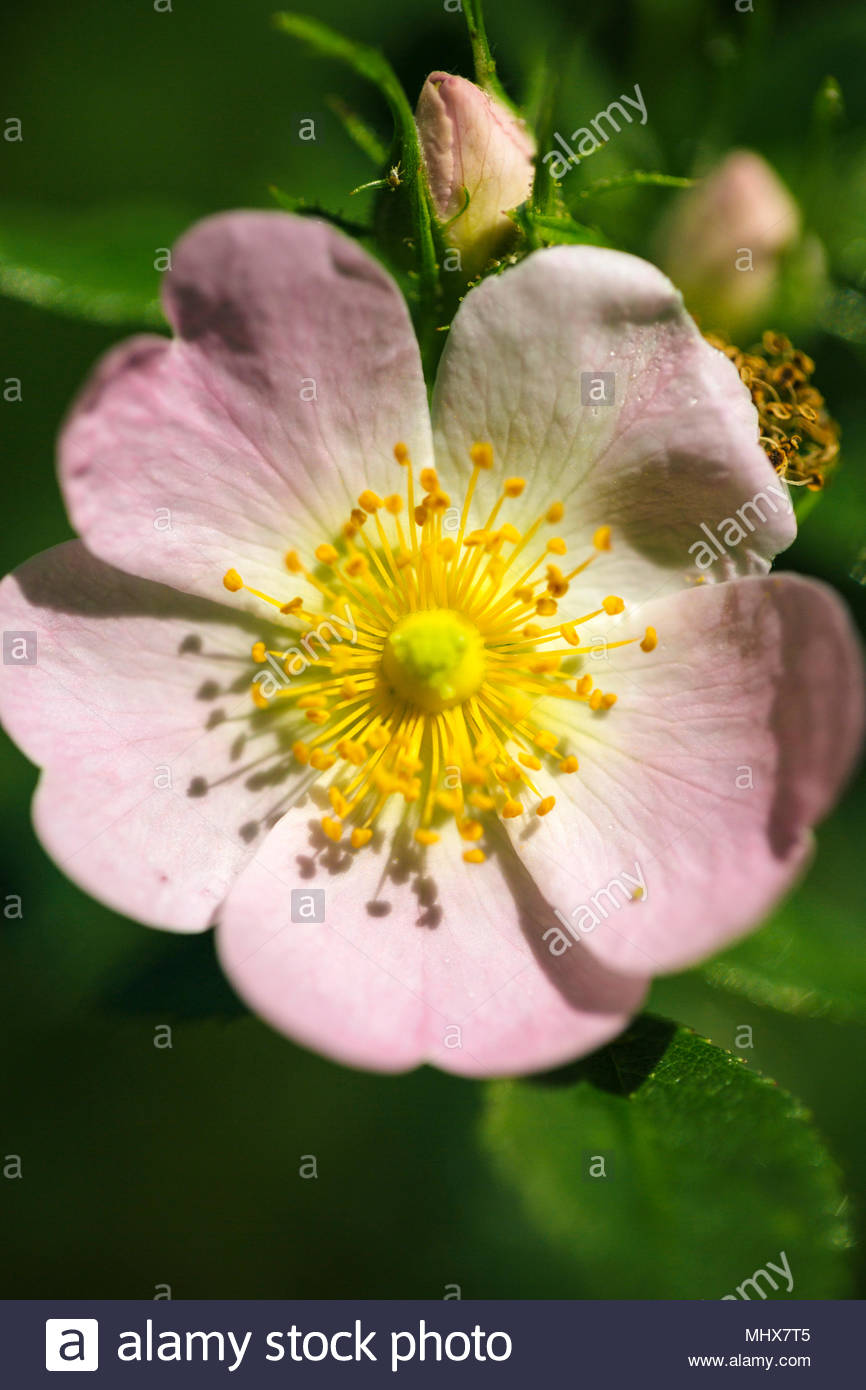 Valley Of The Roses Stock Photos & Valley Of The Roses Stock Images - Alamy