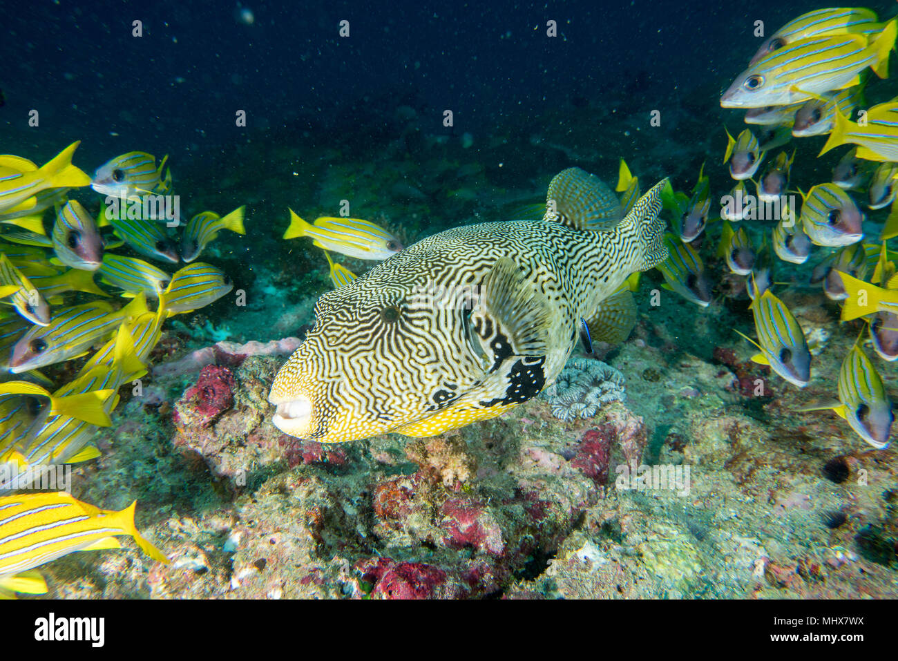 A box fish in the reef background in maldives Stock Photo - Alamy