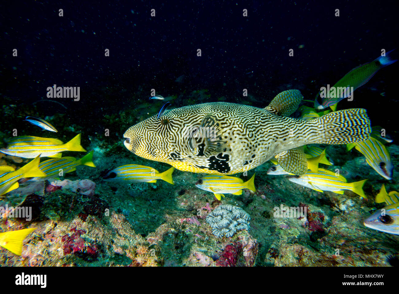 A box fish in the reef background in maldives Stock Photo - Alamy