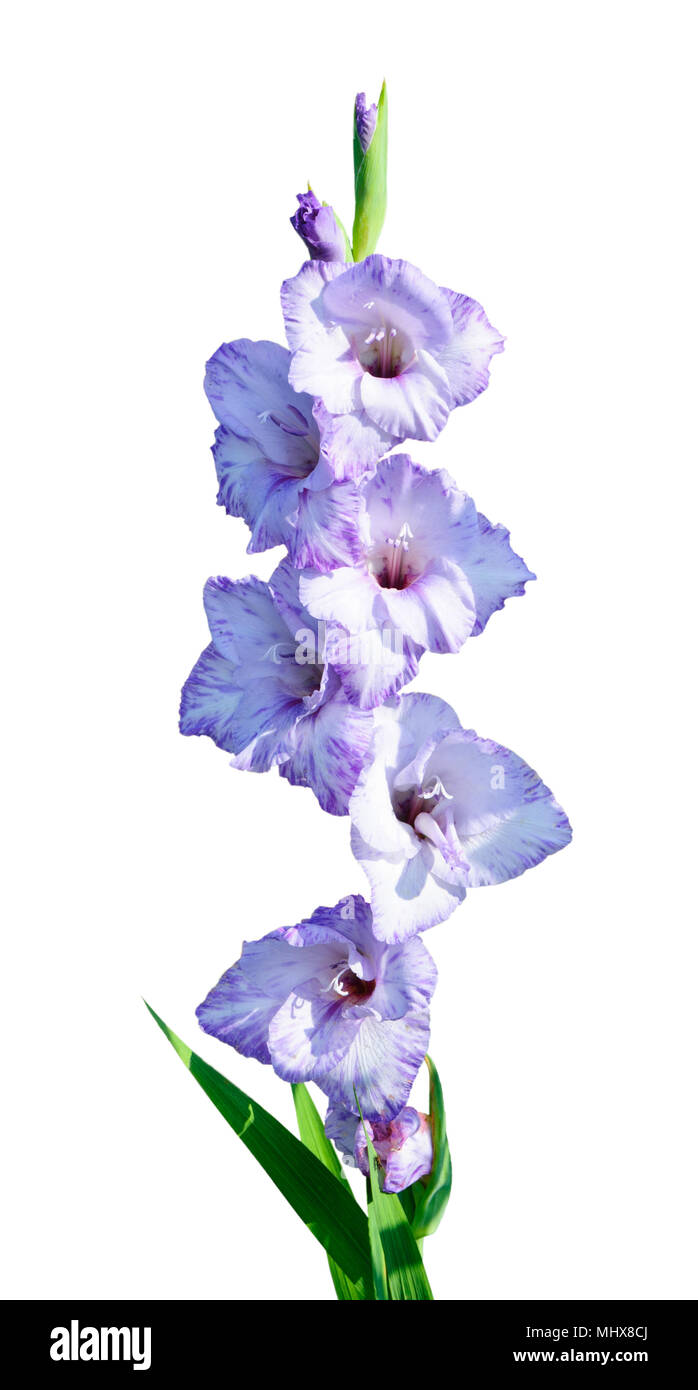 Flowers of a light blue gladiolus, Gladiolus, isolated on white ...