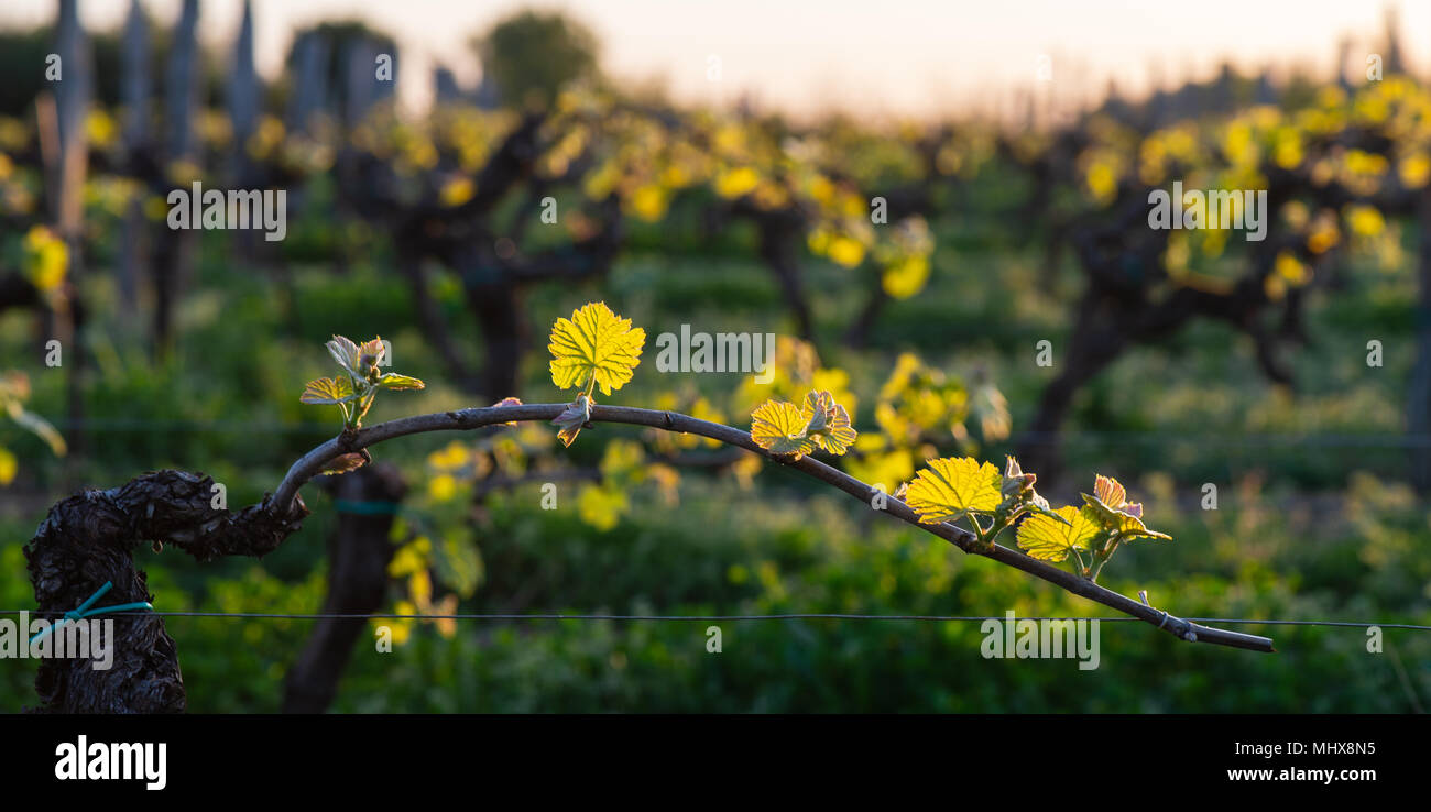 New bug and leaves sprouting at the beginning of spring on a trellised ...