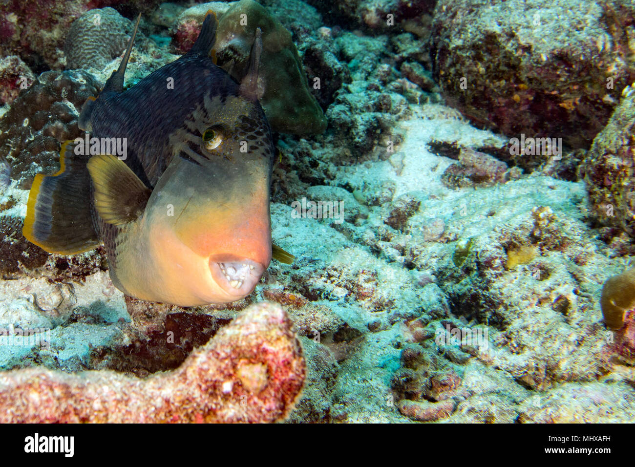 Trigger fish underwater close up portrait diving indonesia maldives ...