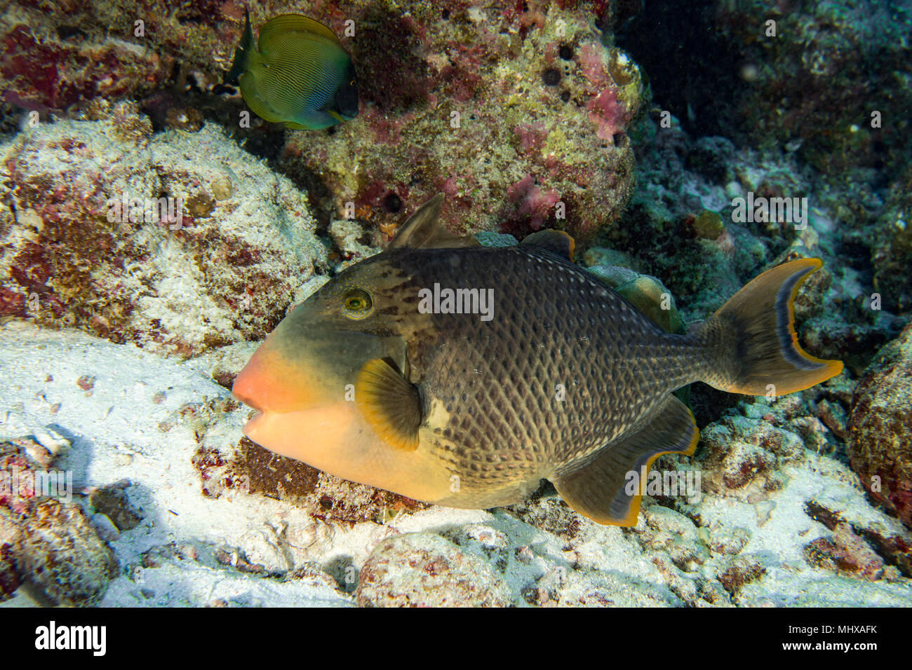 Trigger fish underwater close up portrait diving indonesia maldives ...