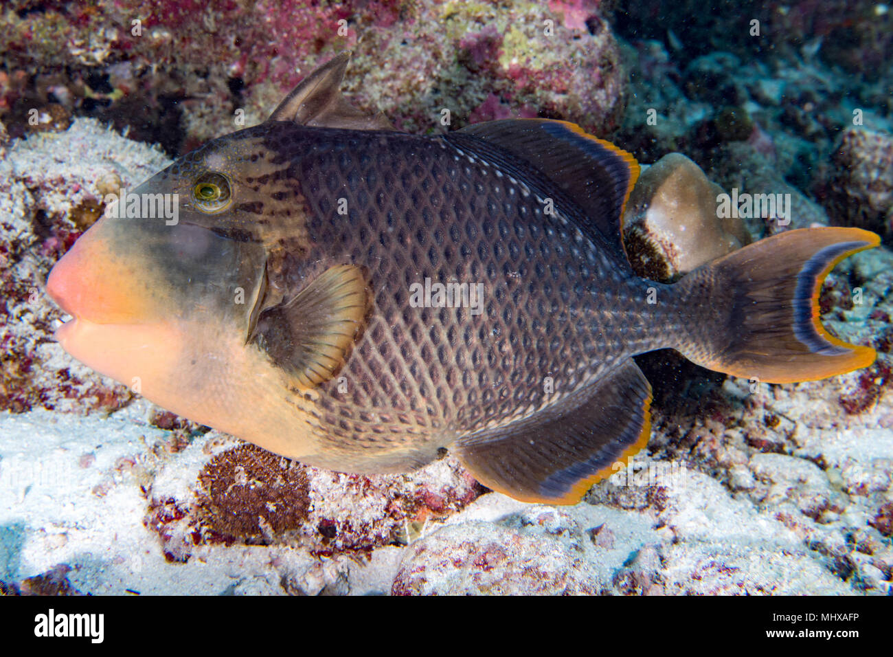 Trigger fish underwater close up portrait diving indonesia maldives ...