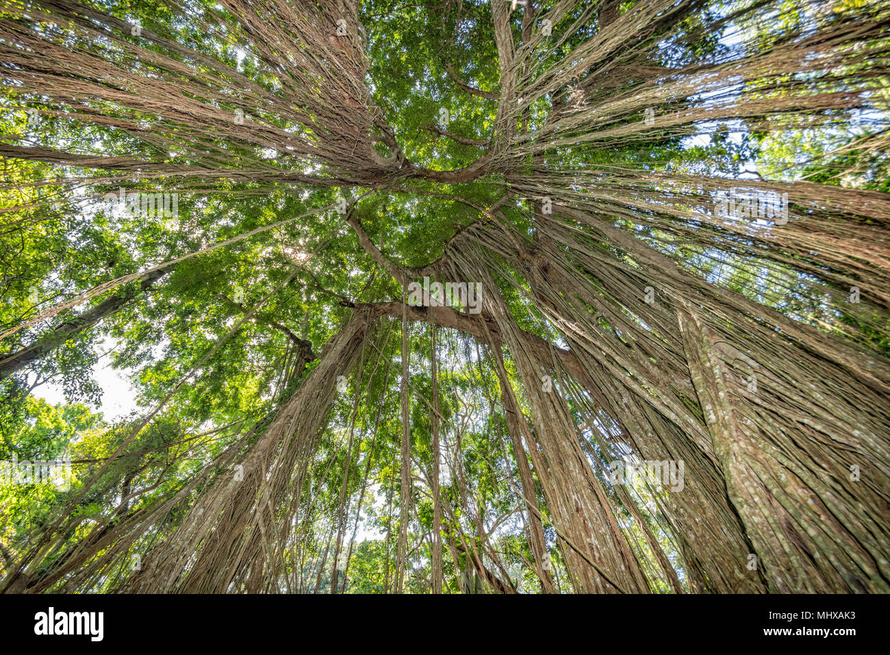 thousand years old tree forest view Stock Photo - Alamy