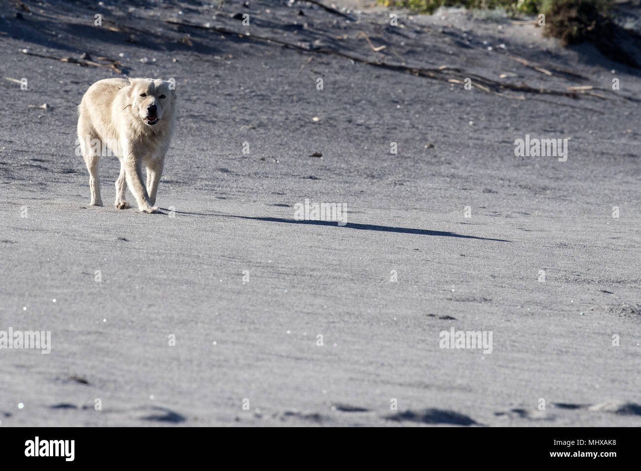 white wolf dog close up portrait on the beach Stock Photo - Alamy