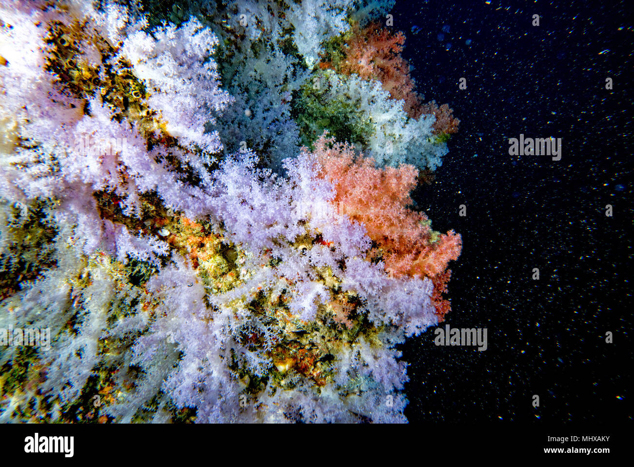 A pink soft coral in the black background Stock Photo - Alamy