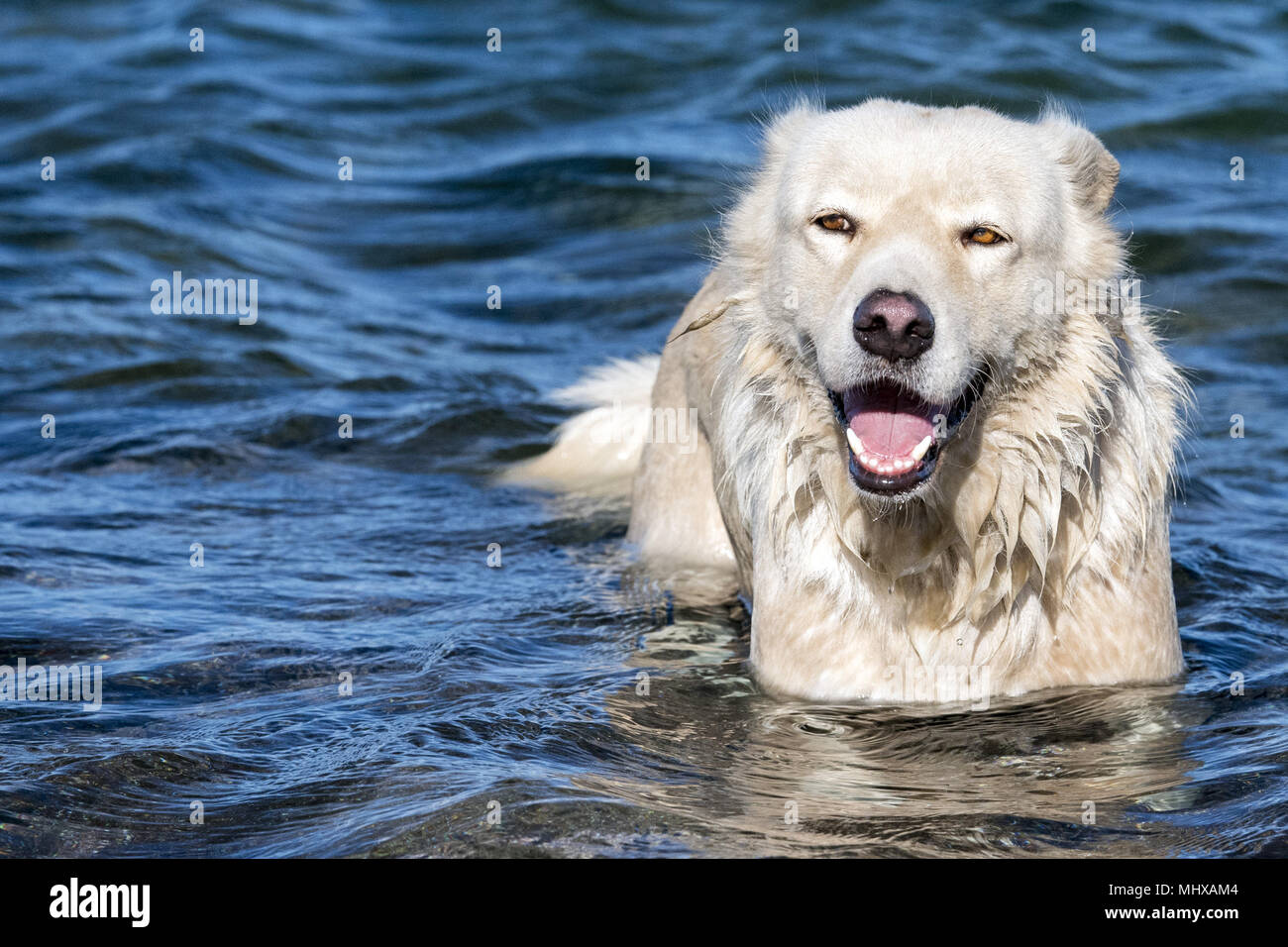 white wolf dog close up portrait on the beach Stock Photo - Alamy