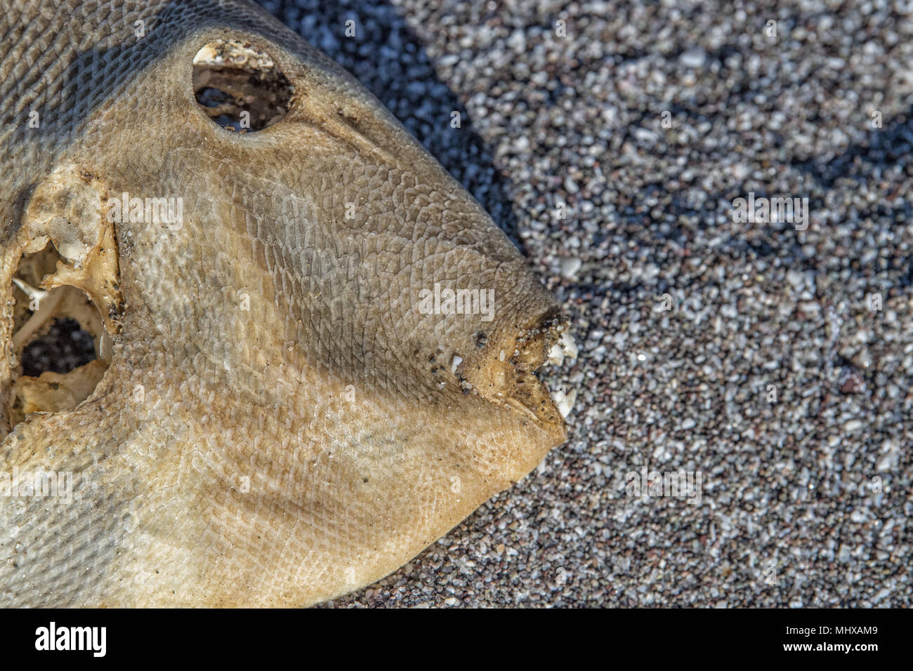 detail of dead fish on the beach Stock Photo - Alamy